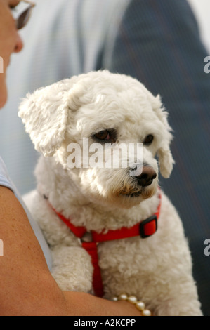 Small dog being carried Stock Photo - Alamy