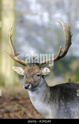 Portrait of a fallow deer Dana dana captive Stock Photo - Alamy