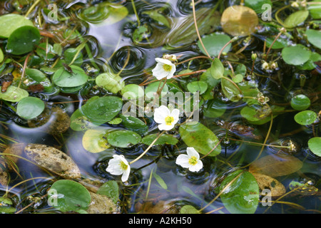 Aquatic plant Luronium natan Stock Photo - Alamy