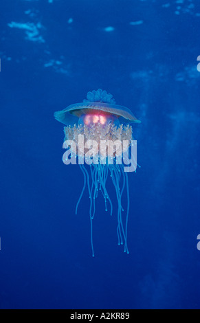 Crown Jelly Fish (Netrostoma setouchina, Netrostoma setouchianum), Ari ...