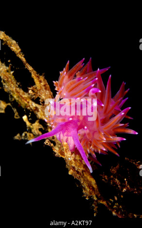 Pink Sea Slug, Coryphella pedata, Pag Island, Adriatic Sea, Croatia ...
