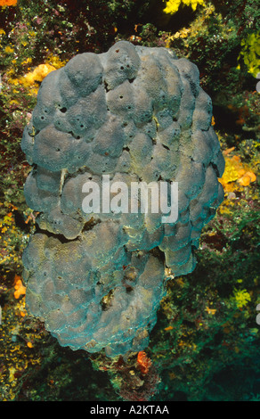 Bath sponge (Spongia officinalis - Euspongia officinalis) Mediterranean ...