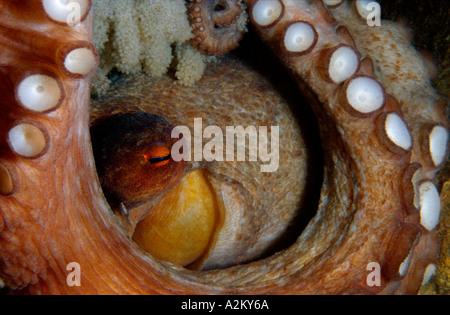 Common octopus female guarding her eggs, Octopus vulgaris Stock Photo ...