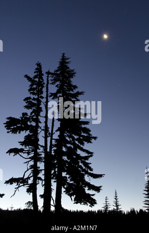 Subalpine Fir (Abies lasiocarpa) blue cones with pitch on a tree in ...