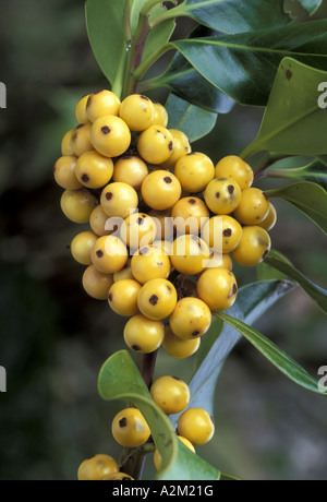 Ilex Aquifolium Pyramidalis Fructu Luteo Stock Photo - Alamy