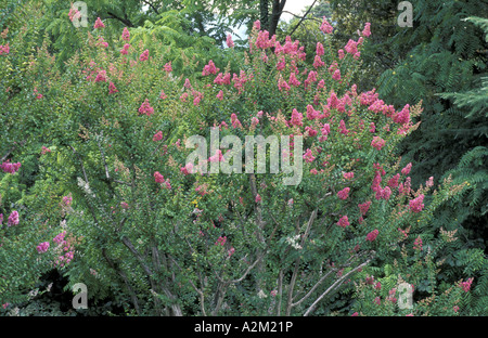 Lagerstroemia indica Miami Stock Photo - Alamy