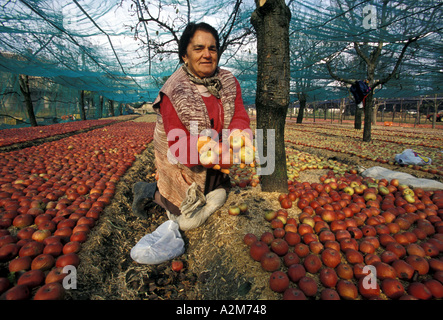 Annurca apples in a typical apples cultivation Stock Photo - Alamy