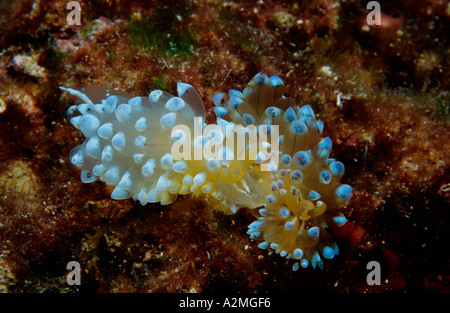 blue nudibranchs sea slugs, Janolus cristatus Stock Photo - Alamy
