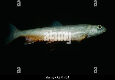 char, charr, Arctic char, Arctic charr (Salvelinus alpinus salvelinus ...