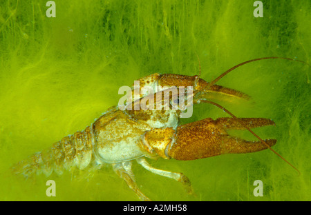 White-clawed crayfish (Austropotamobius pallipes) with signs of ...