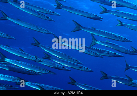 Striped barracuda ,school of barracudas, Sphyraena viridensis Stock ...