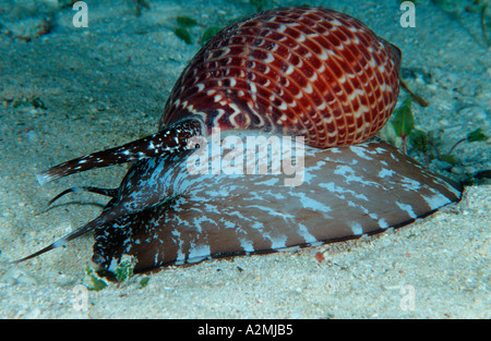 Partridge Tun Snail, Tonna perdix, Marsa Alam, Red Sea, Egypt Stock ...