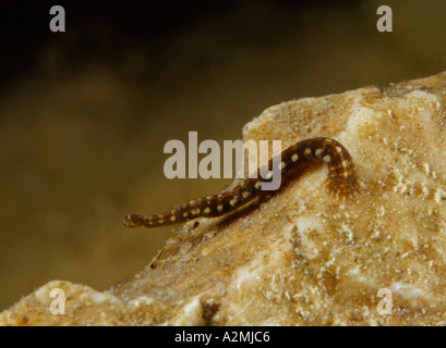 fish leech, Piscicola geometra Hirudinea Annelida Stock Photo - Alamy