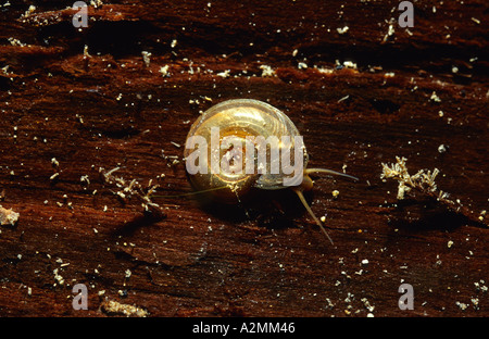 Great Ramshorn Snail (Planorbarius corneus), with a tube-like organ ...