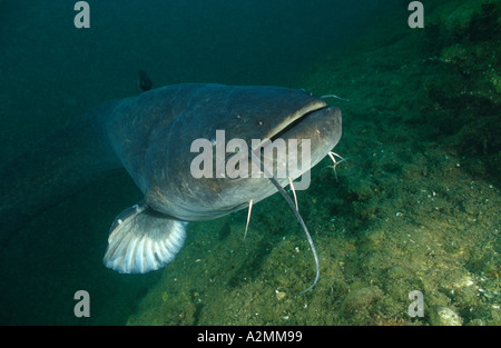 Wels (Silurus glanis) male guarding nest, Netherlands Stock Photo - Alamy