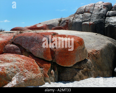 Red algae on rocks St Helens Tasmania Stock Photo - Alamy