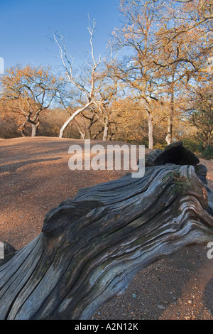 A dead tree lying on the ground in Richmond Park, London Stock Photo ...