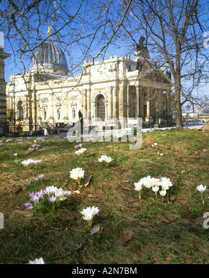 Blooming Crocus in field Stock Photo - Alamy