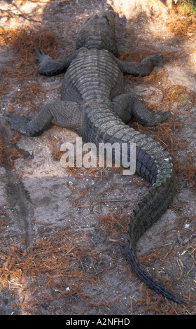 Tail of American Alligator Mississipiensis, Florida, USA Stock Photo ...