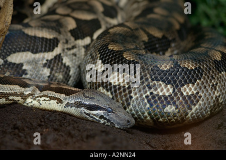 Dumeril's Ground Boa (Acrantophis dumerili) against white background ...