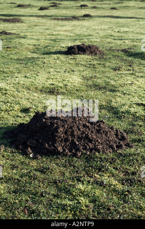 Mole hill molehills tunnel ,damage, moles , garden pest, nuisance ...