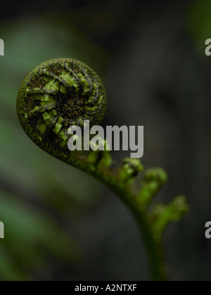New curled up shoot of a fern Stock Photo - Alamy