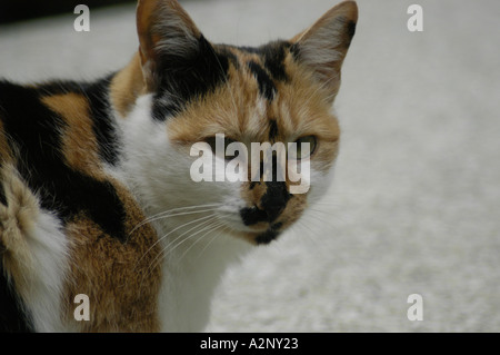 feral wild tom cat from france Stock Photo - Alamy