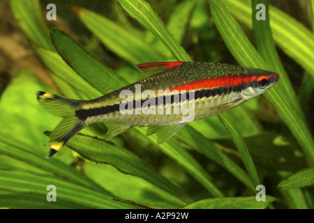 Red lined torpedo barb (Puntius denisonii, Sahyadria denisonii ...