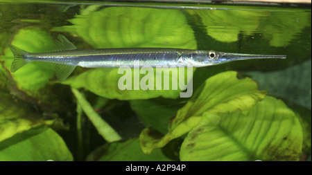 silver needlefish, round-tailed garfish (Xenentodon cancila Stock Photo ...