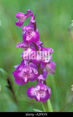 Pink flowering racemose panicle inflorescences of Malacothamnus ...