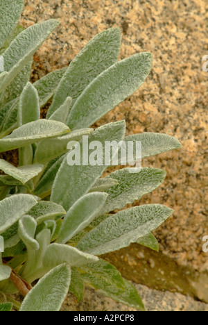 Lambs ear (Stachys spp) and rock in garden Stock Photo - Alamy
