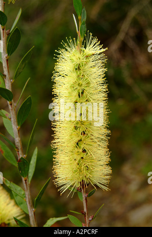 Callistemon sp Callistemon sp Stock Photo - Alamy