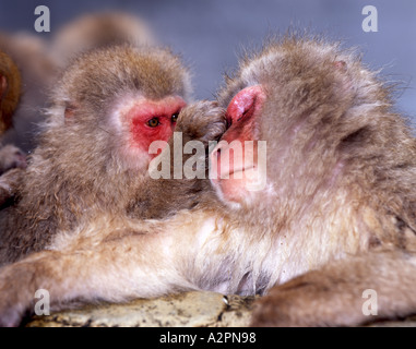 japanese macaque monkey while grooming Stock Photo - Alamy