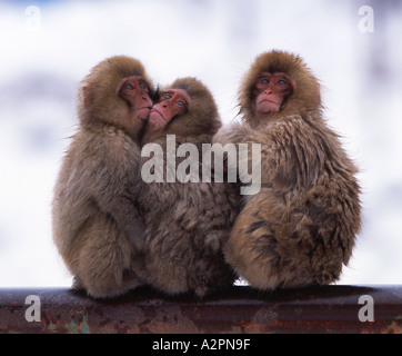 Japanese macaque or snow japanese monkey, young in the mist (Macaca ...