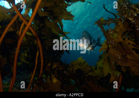Blue morwong or porae fish, Nemadactylus douglasii, swims by kelp, Poor ...