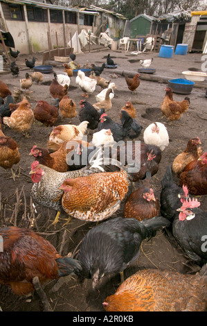 ducks, chickens and geese on an allotment in Barrow in Furness, Cumbria ...