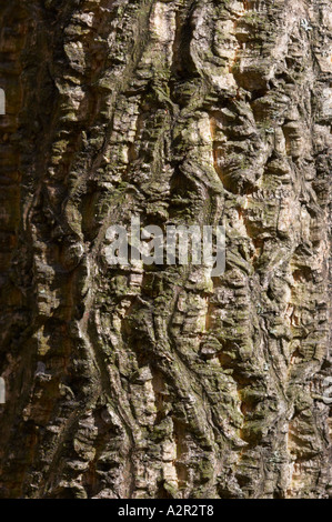 Amur cork tree bark herb used in chinese herbal medicine, has anti ...