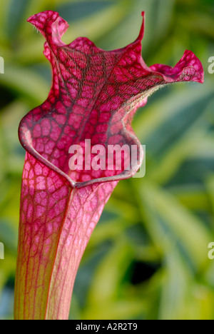 Pitcher Plant, (Sarracenia) 'Dana's Delight' a cultivated insectivorous ...