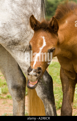 Foal making funny faces Stock Photo - Alamy