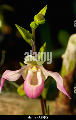 Phragmipedium Sedonii Orchid Stock Photo - Alamy