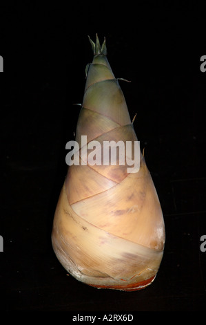 Dendrocalamus latiflorus young edible shoot sweet Wa bo Wani Ma zhu ...