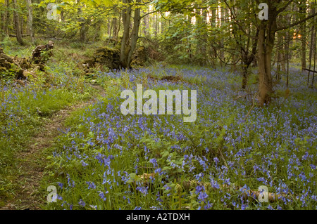 Bluebells, Hackfall Woods Grewelthorpe, Ripon North yorkshire England ...