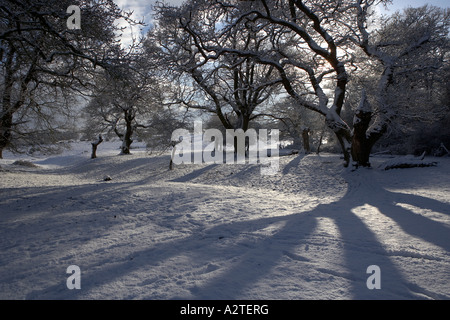 Snow covered Burton Bushes Beverley Westwood common, East Yorkshire, UK ...