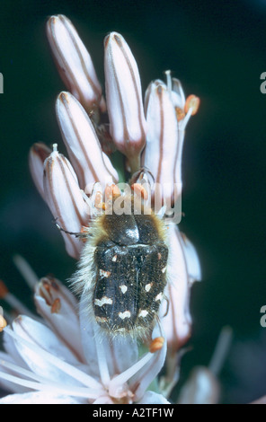 Flower Chafer Beetle (Tropinota hirta) covered in pollen on Crown Daisy ...