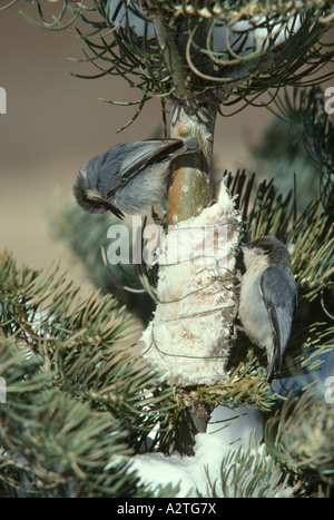 Pygmy Nuthatch in a tree in Colorado Stock Photo - Alamy