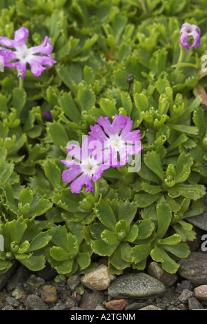 Alpine primrose (Primula minima), flower, Austria Stock Photo - Alamy