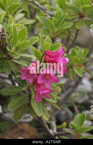Pink rose rhododendron flowers on summer mountain slope Stock Photo - Alamy