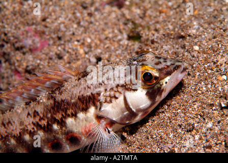 Barred serrano in the Galapagos Archipelago Stock Photo - Alamy