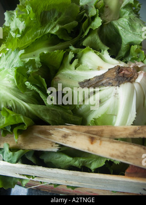 Big head lettuce green fresh in farm Stock Photo - Alamy