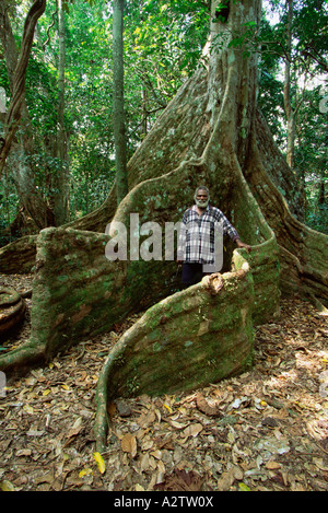 Giant tree with buttress roots and man standing with outstretched arms ...